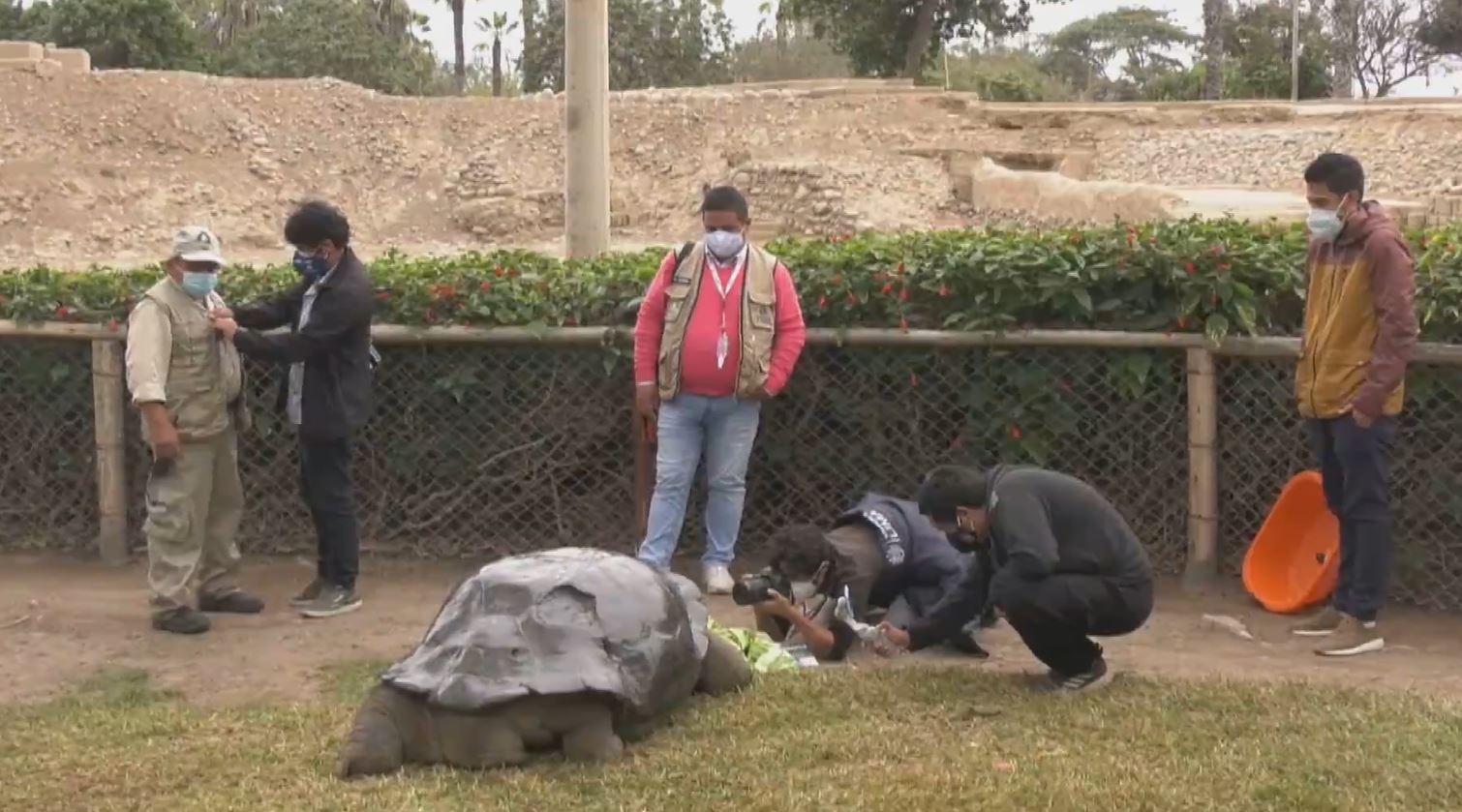 Over 100-year old tortoise becomes attraction in Peru's park - IHA News