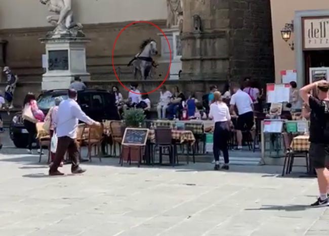 Angry Horse causes panic in florence, italy - IHA News