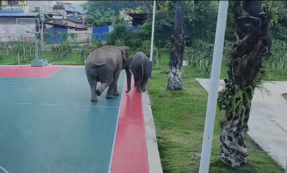 three elephants raid chinese police station - IHA News