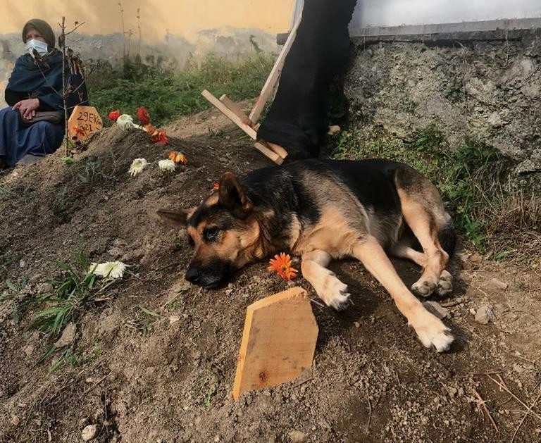 loyal dog Fero refuses to leave owner's grave in Turkey - IHA News