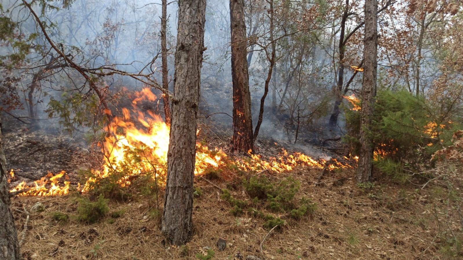 wildfire in Turkey's Bursa brought under control - IHA News