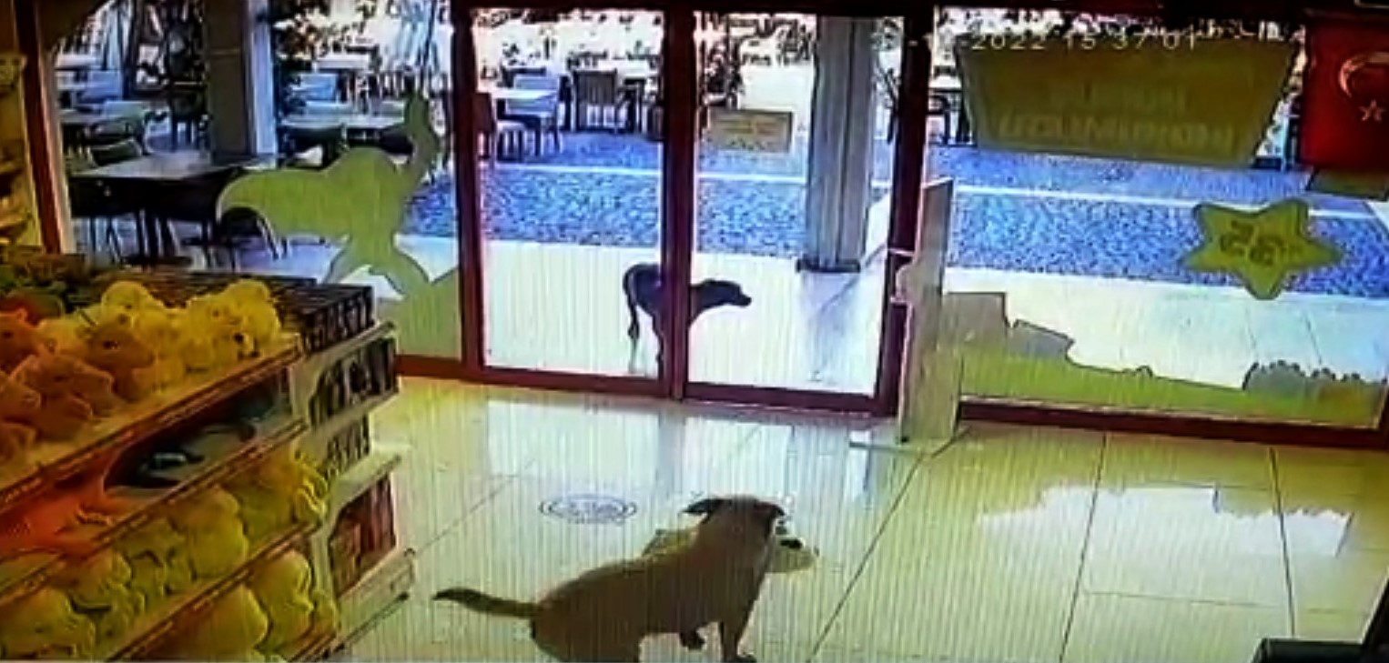moment dogs steal stuffed toy from store in Turkey - IHA News
