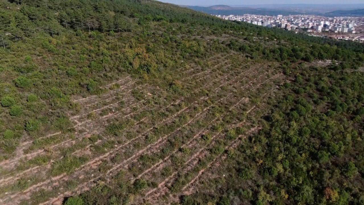 burned-out forest in Istanbul regreens after 3 years - IHA News