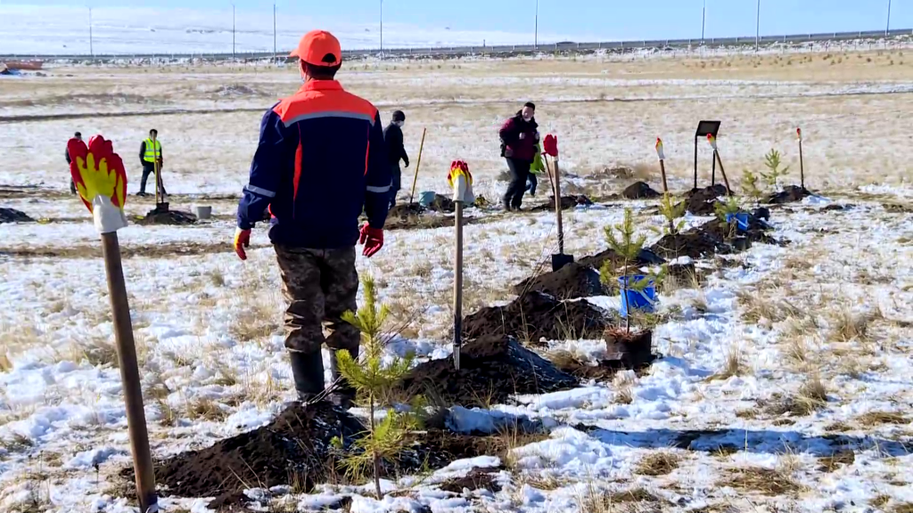 mongolia plants 10m trees in a year - IHA News