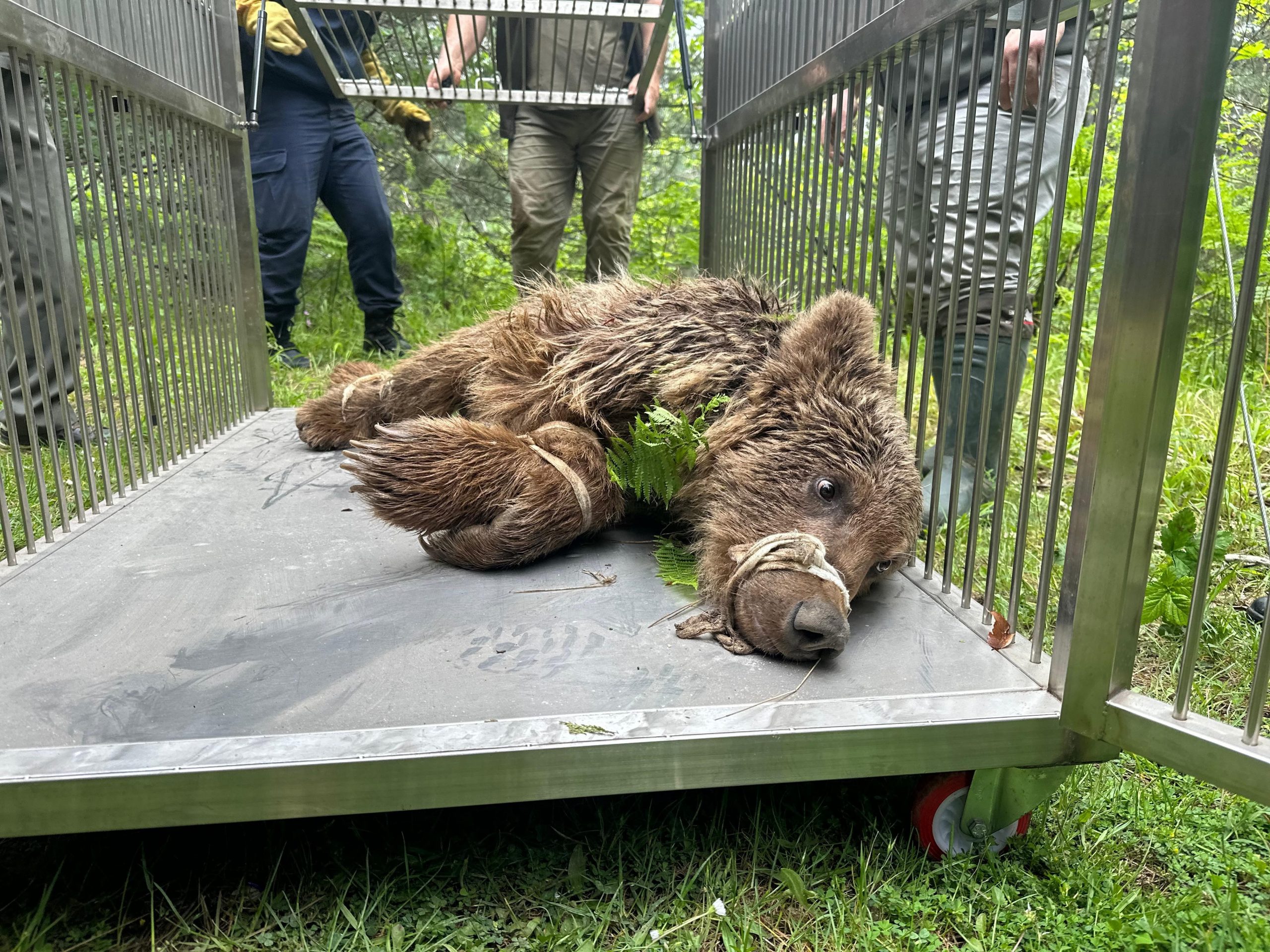 Injured Bear Rescued and Treated in Türkiye - IHA News