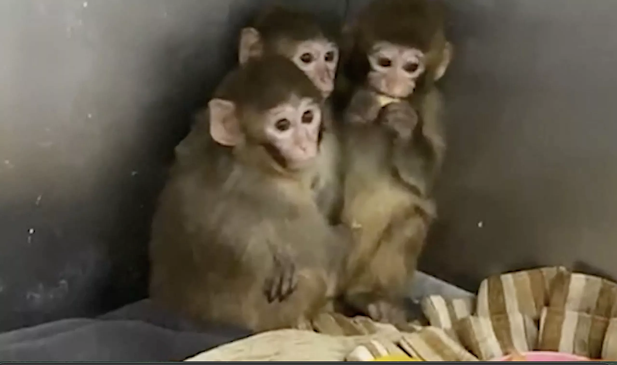 Three Macaques Seized in Türkiye's Bursa - IHA News